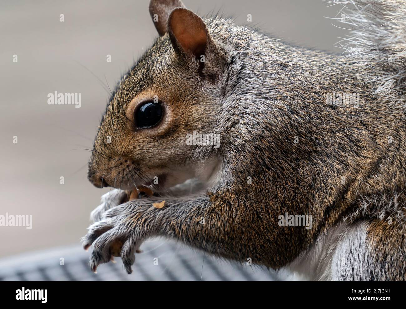 Squirrel nibbling a peanut hi-res stock photography and images - Alamy