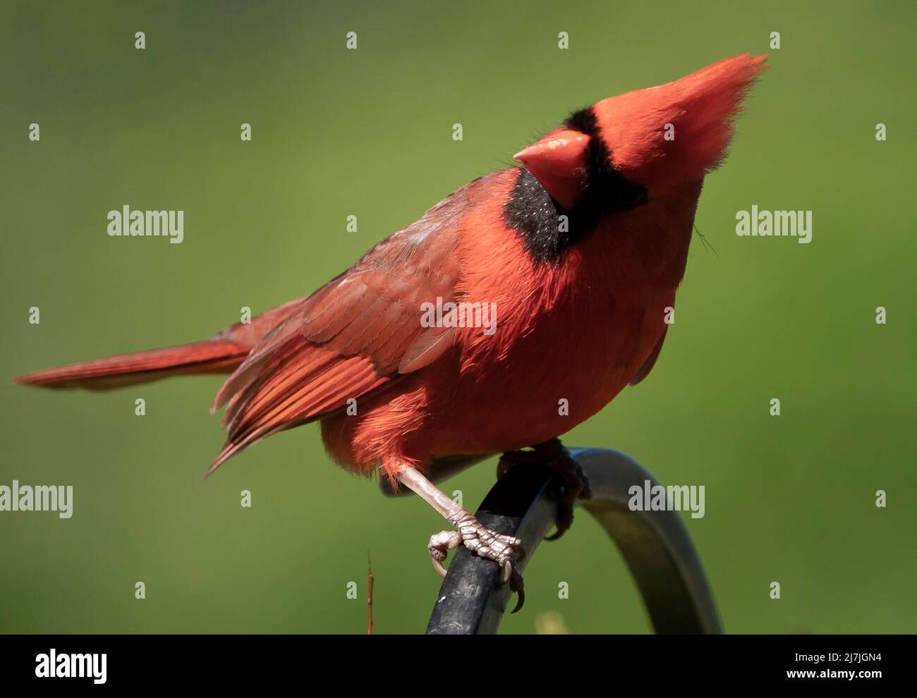 Northern Cardinal perches on the deck fence Stock Photo - Alamy