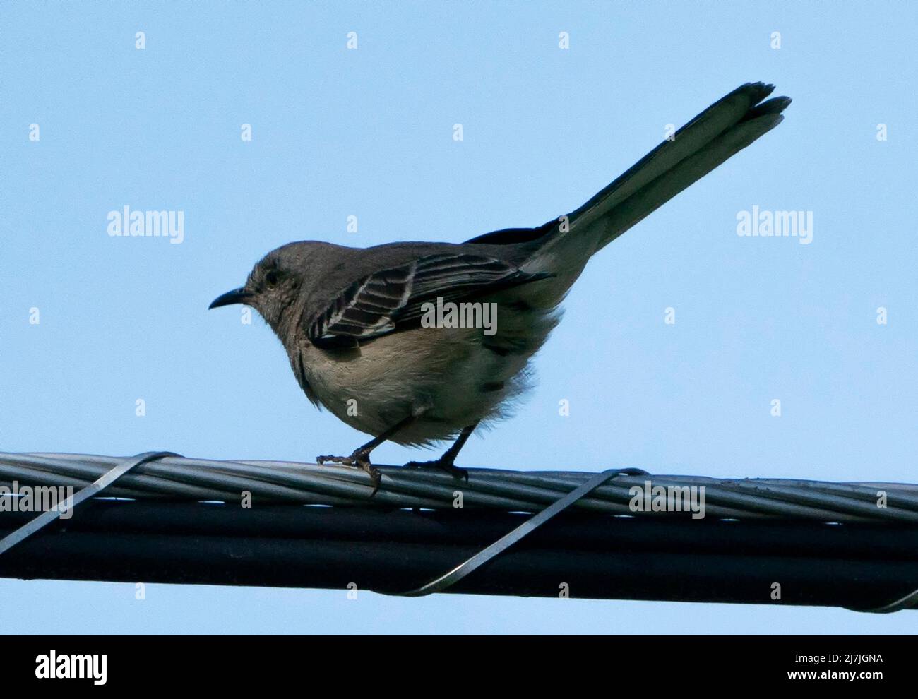 Northern Mockingbird high up on a utility wire Stock Photo - Alamy