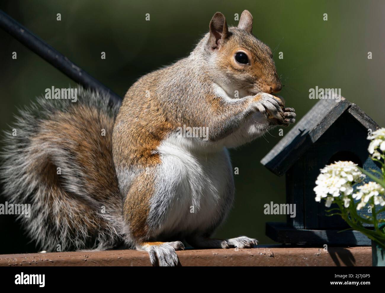 Squirrel nibbling a peanut hi-res stock photography and images - Alamy
