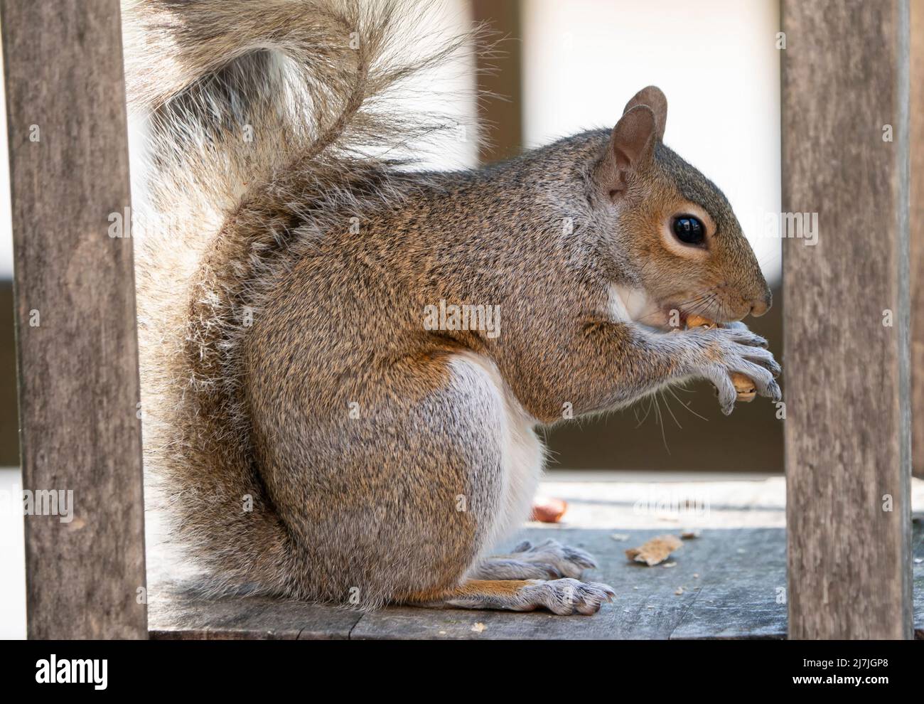 Squirrel nibbling a peanut hi-res stock photography and images - Alamy