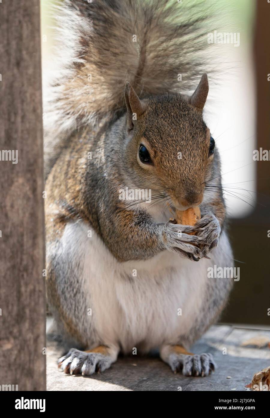 Squirrel nibbling a peanut hi-res stock photography and images - Alamy