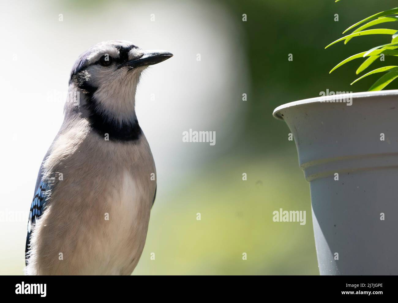 Bluejay on the backyard fence Stock Photo - Alamy