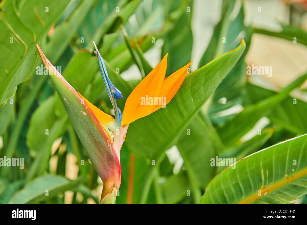 Strelitzia the flower is very bright and beautiful Stock Photo - Alamy