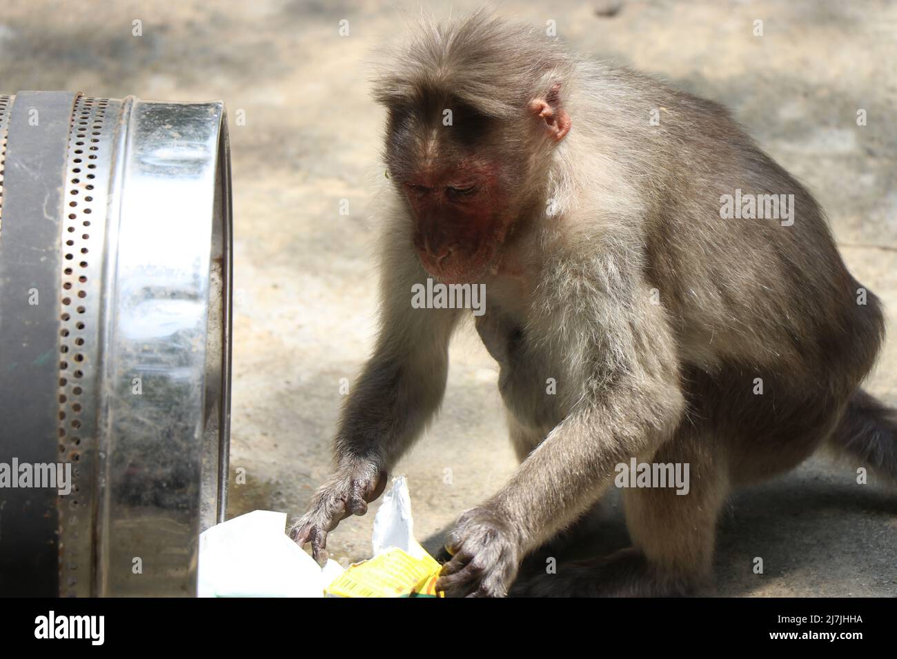 Monkey searching for food in a metal trash can. concept of food demand ...