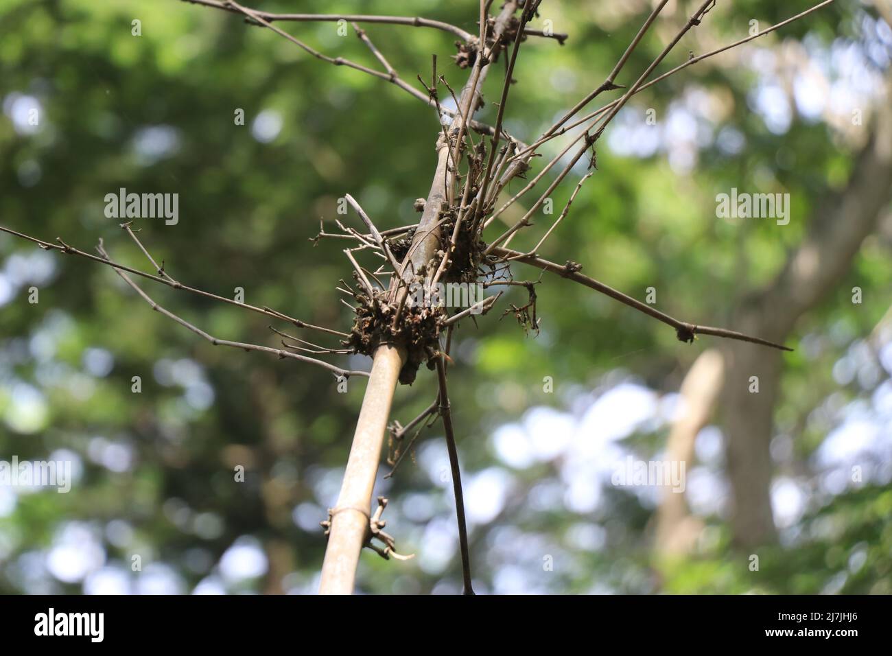 Bamboo damage dry hi-res stock photography and images - Alamy