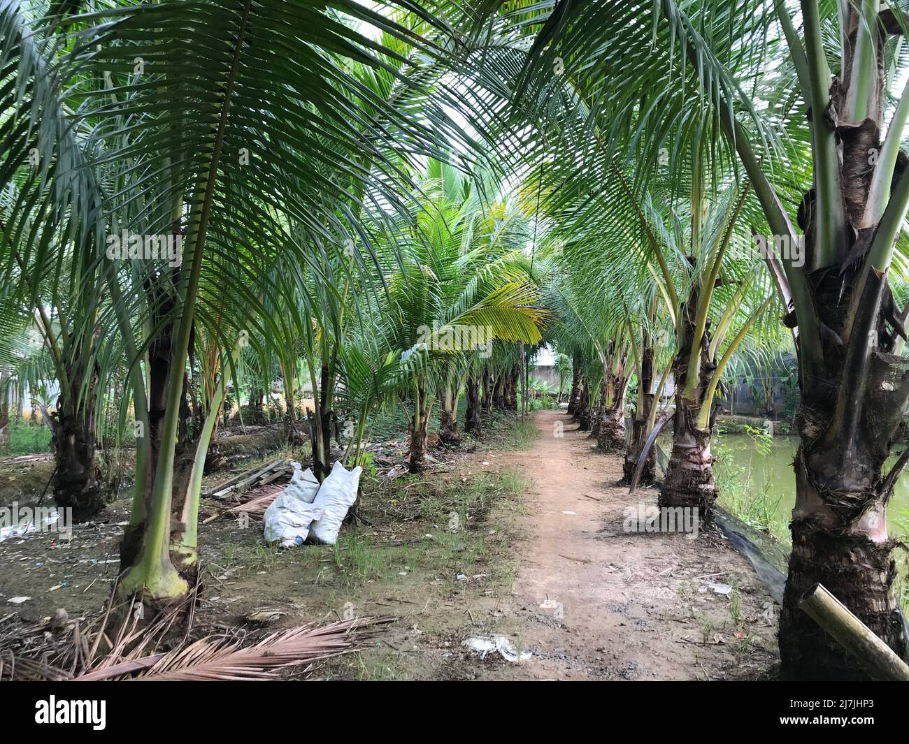 tropical palm leaf background, closeup coconut palm trees Stock Photo ...