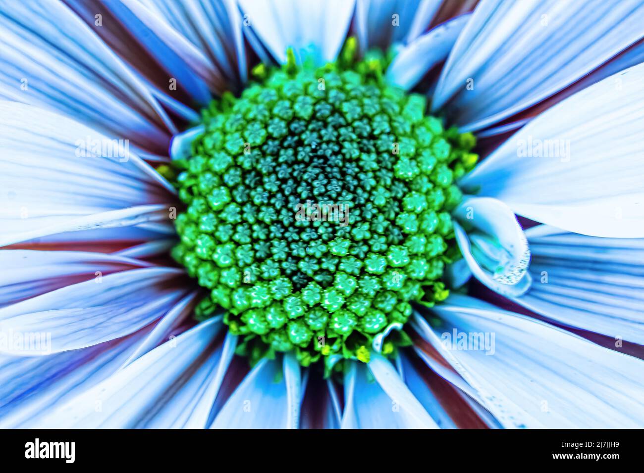 The vibrant center of a daisy Stock Photo - Alamy