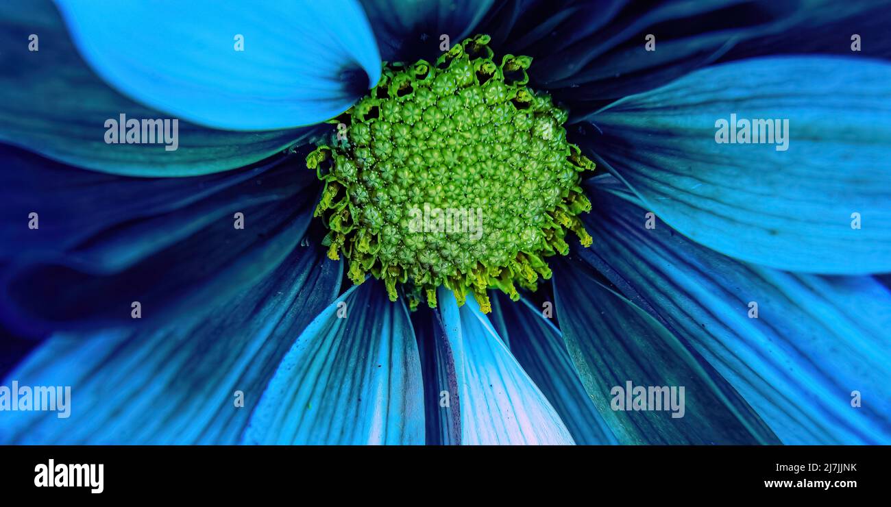 The vibrant center of a daisy Stock Photo - Alamy