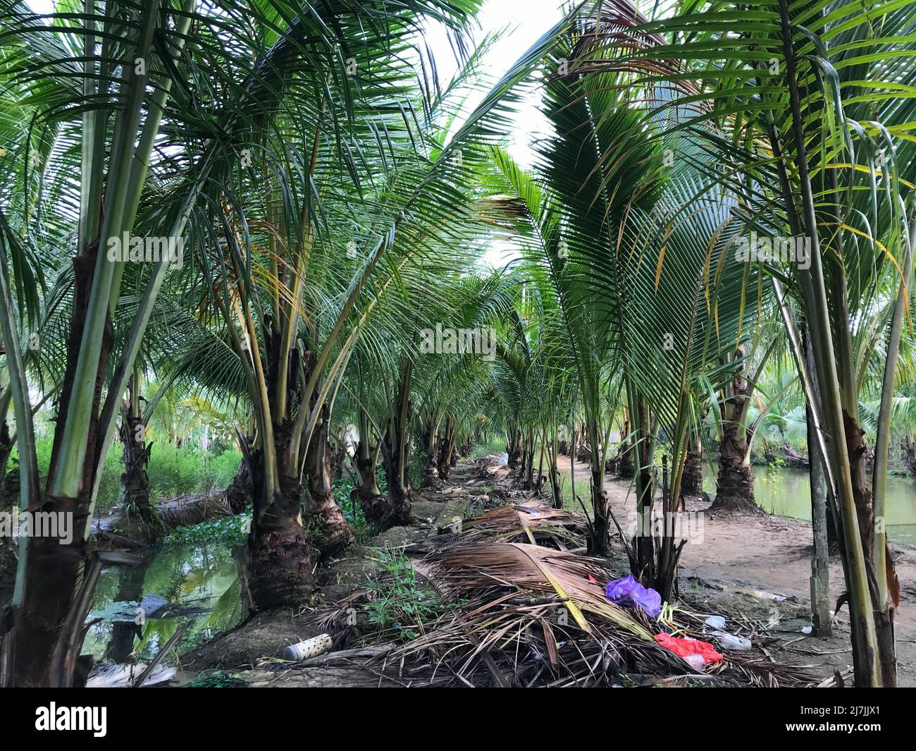 tropical palm leaf background, closeup coconut palm trees Stock Photo ...