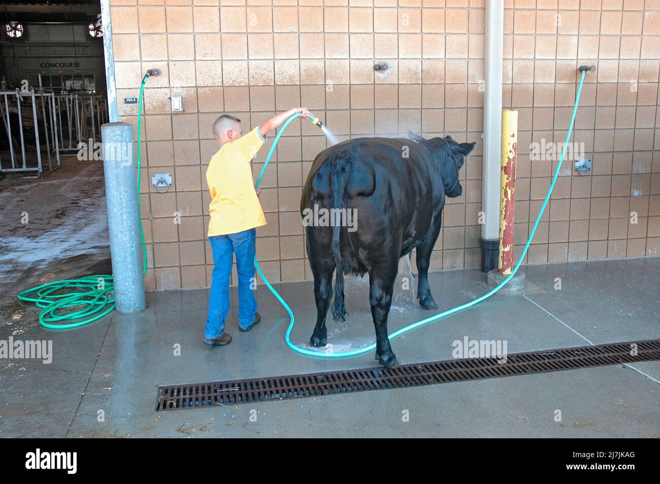 Young 4H farmers washing their cattle steers cows for show at Fair ...