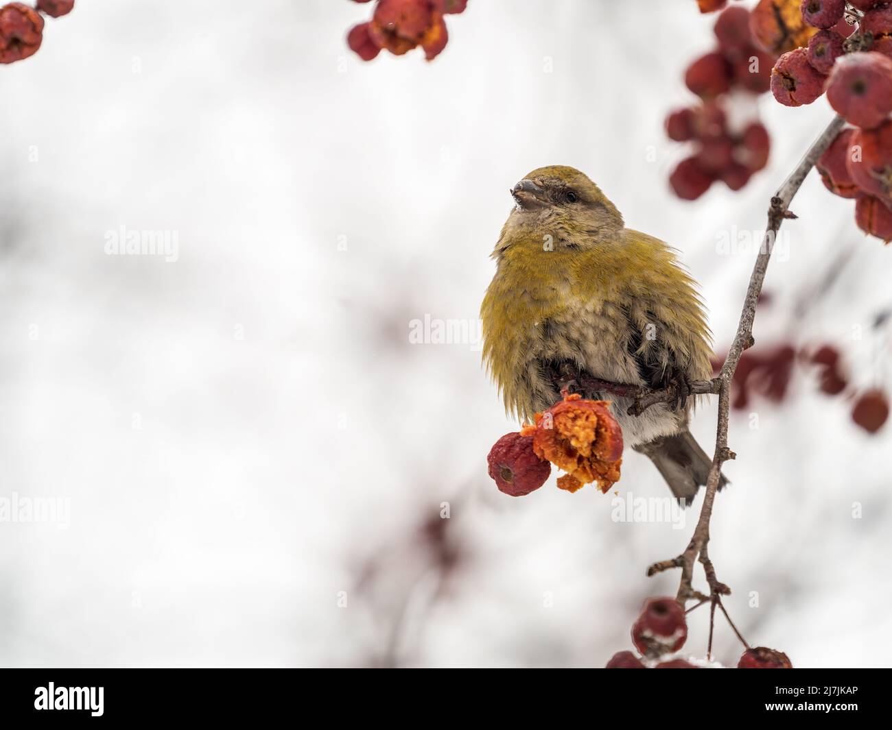 Red Crossbill female sitting on the tree branch and eats wild apple ...