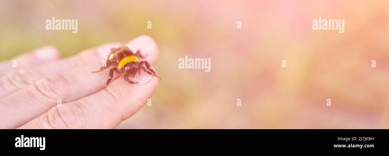 Bee fly on people hand. Allergy insect macro video. Green grass ...