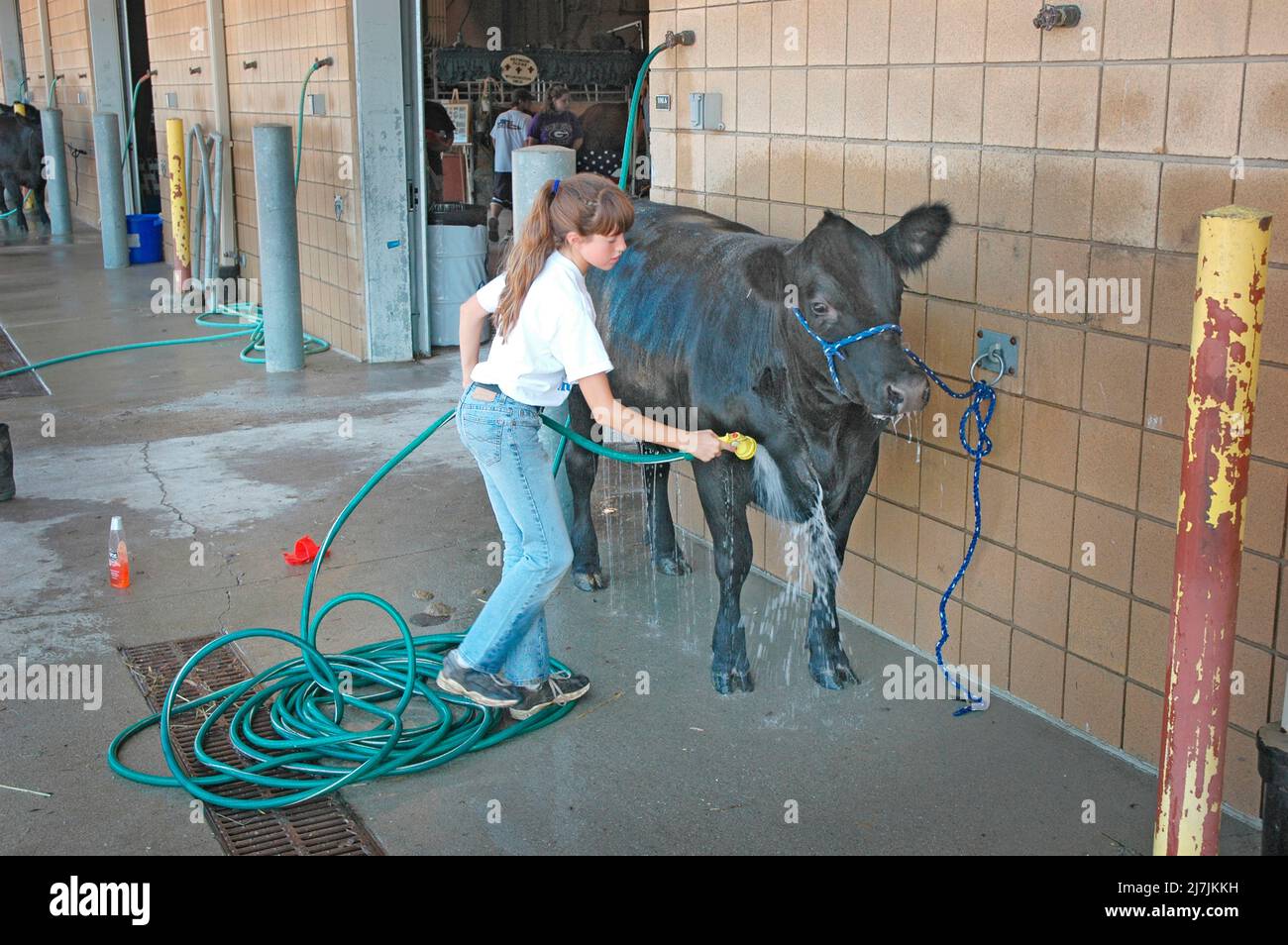 Young 4H farmers washing their cattle steers cows for show at Fair ...