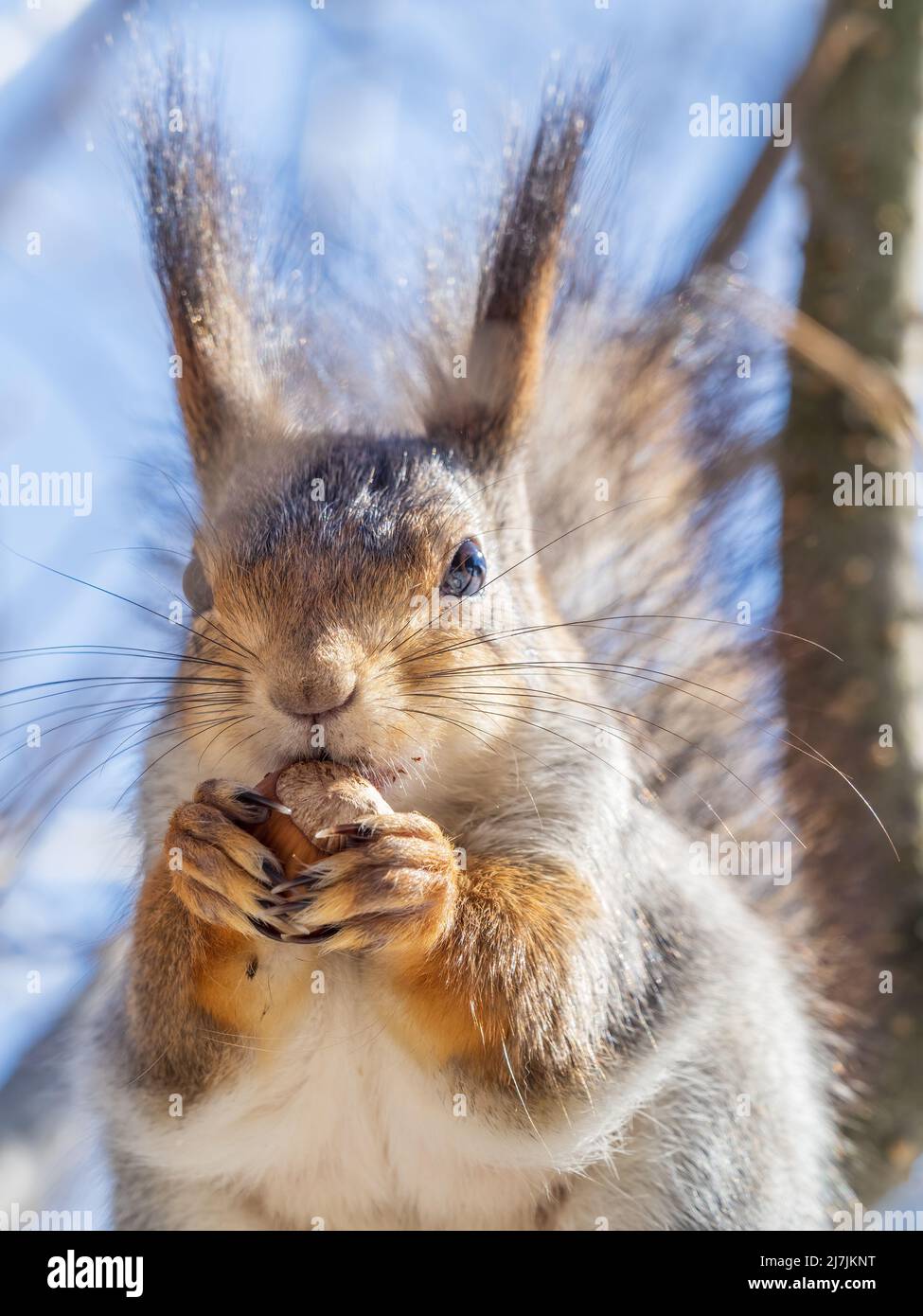 The squirrel with nut sits on tree in the winter or late autumn ...