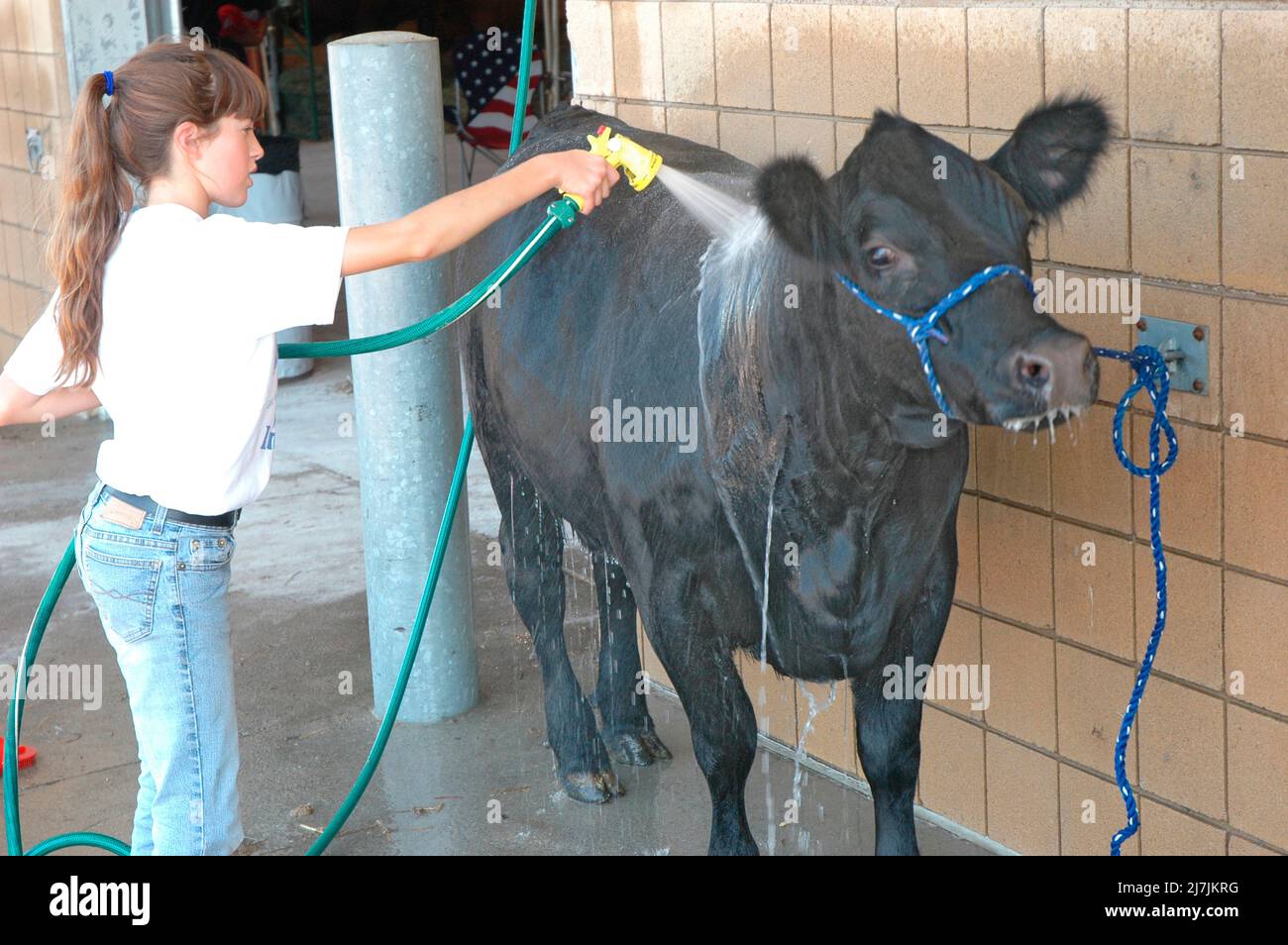 Young 4H farmers washing their cattle steers cows for show at Fair ...