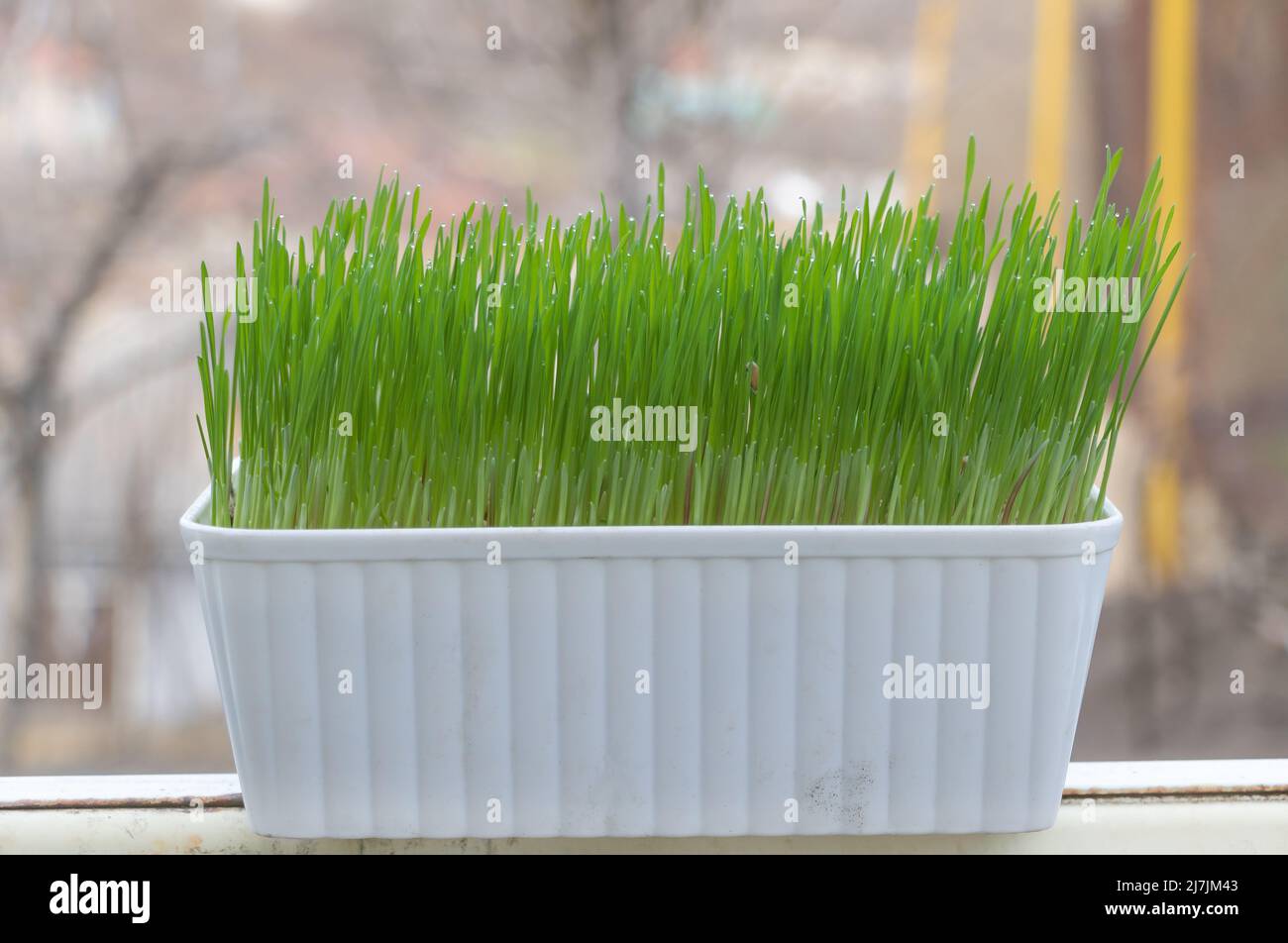 Close up shot of wheat grass grown in container. Benefits of what grass ...