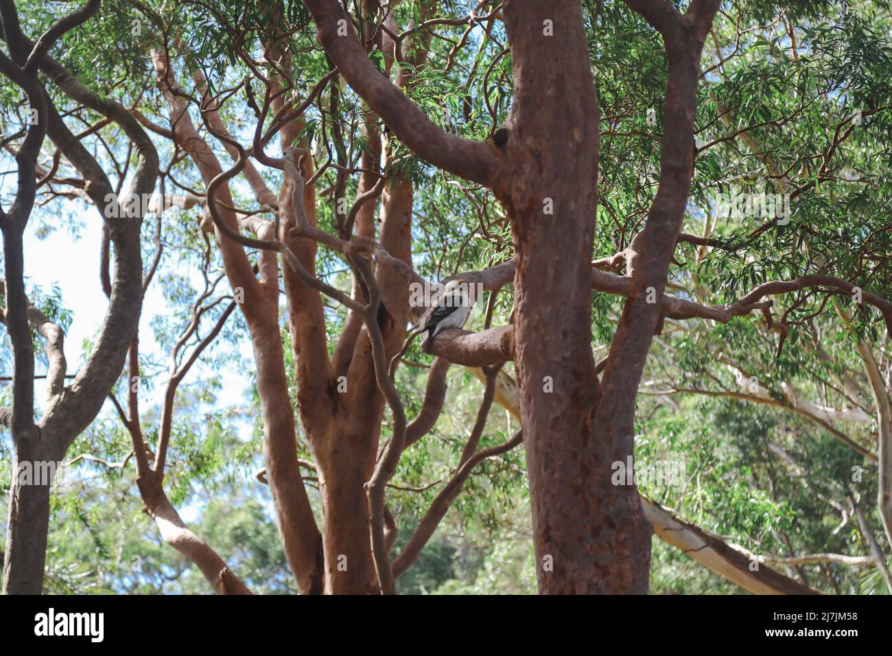 Australian gum tree hi-res stock photography and images - Alamy
