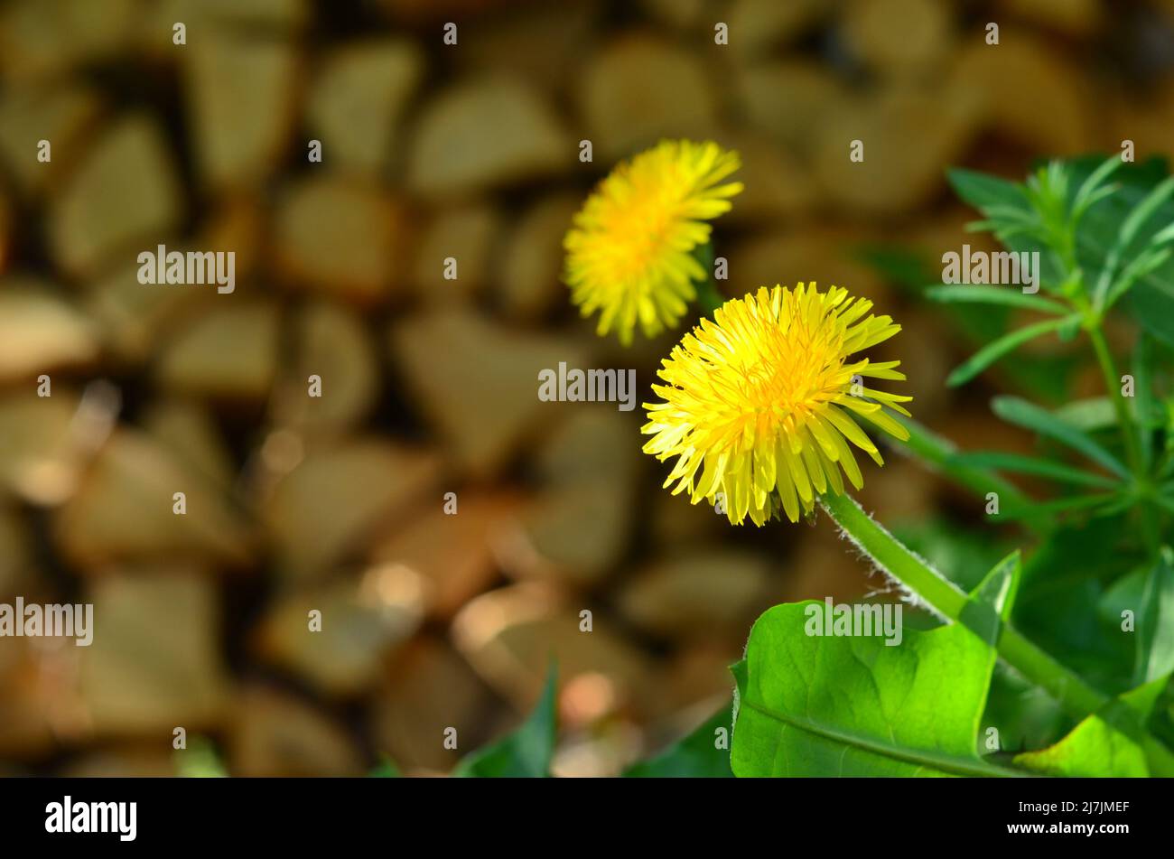 Dandelions before wood Stock Photo - Alamy