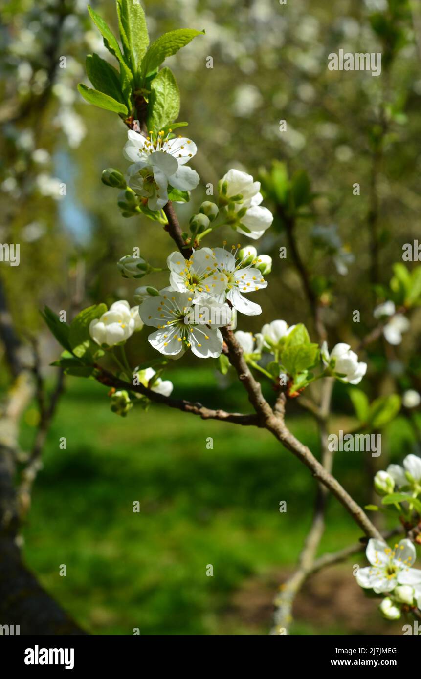 White blooming plum tree hi-res stock photography and images - Alamy
