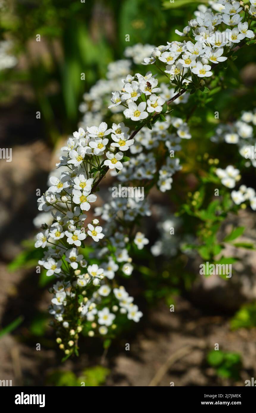 Beautiful bush flowers small hi-res stock photography and images - Alamy