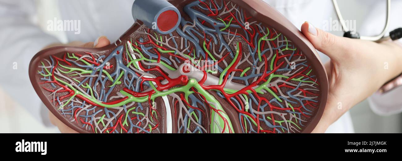 Doctor holding artificial plastic model of liver in his hands closeup ...