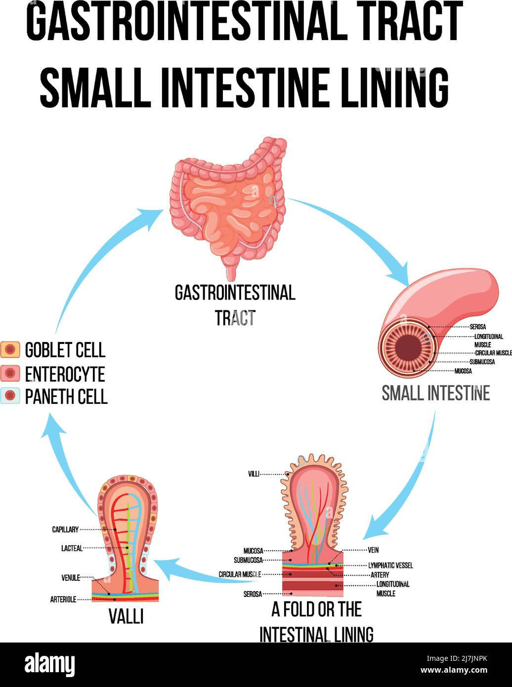 Diagram showing gastrointestinal tract hi-res stock photography and ...