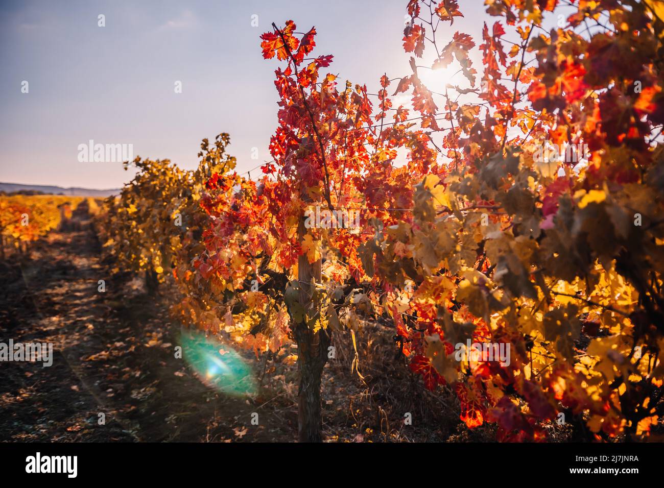 Bright autumn red orange yellow grapevine leaves at vineyard in warm ...