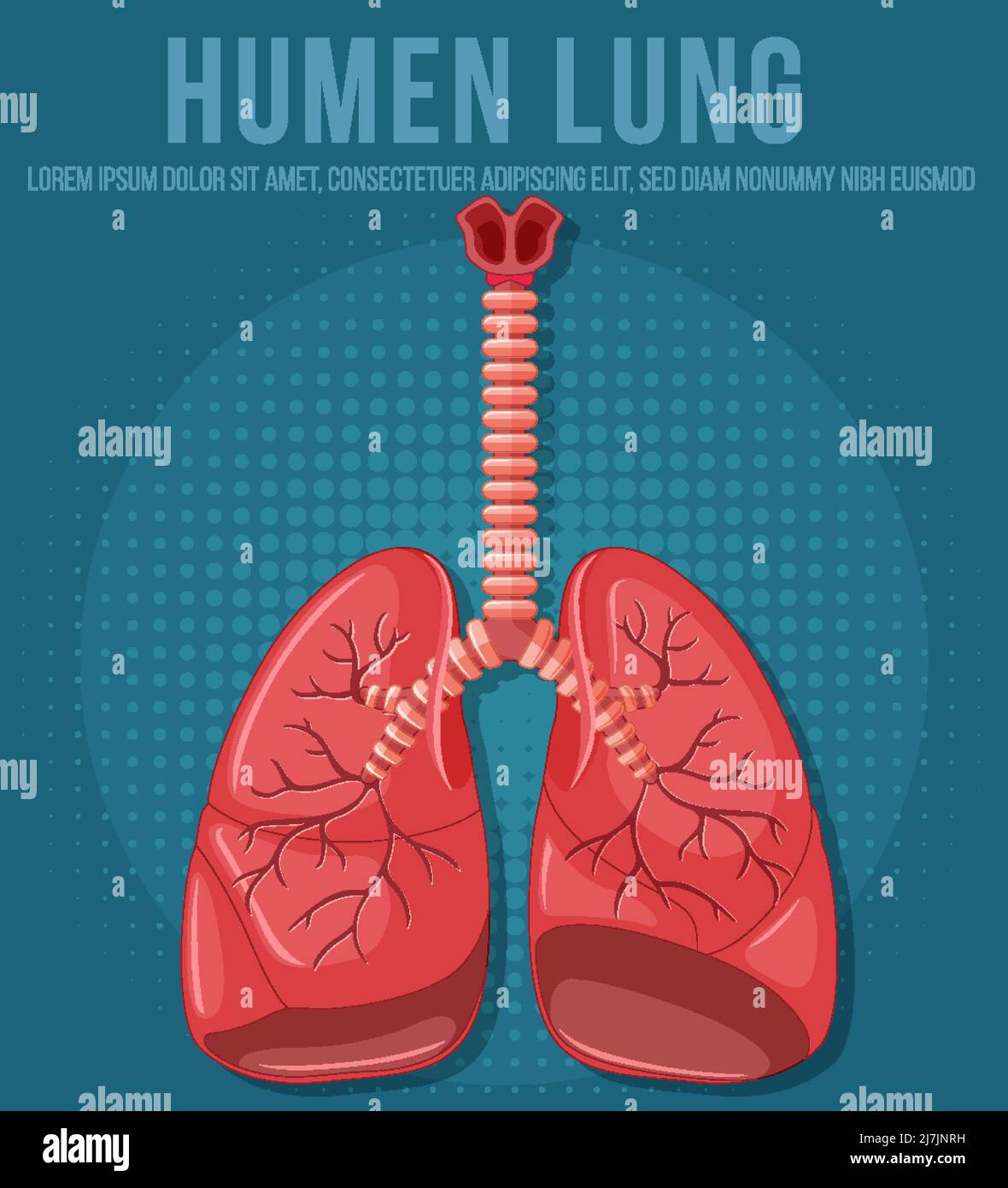 Human internal organ with lungs illustration Stock Vector Image & Art ...