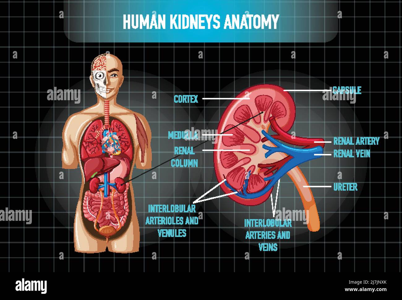 Human internal organ with kidneys and bladder illustration Stock Vector ...