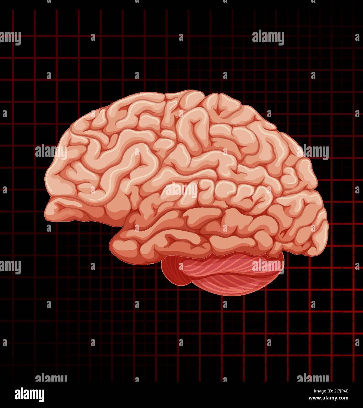 Human internal organ with brain illustration Stock Vector Image & Art ...