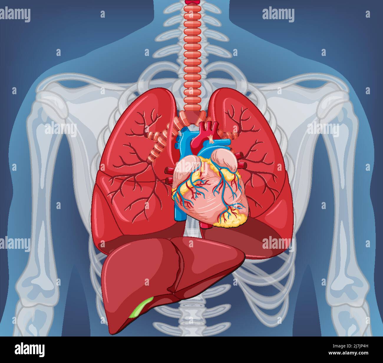 Human internal organ with lungs illustration Stock Vector Image & Art ...