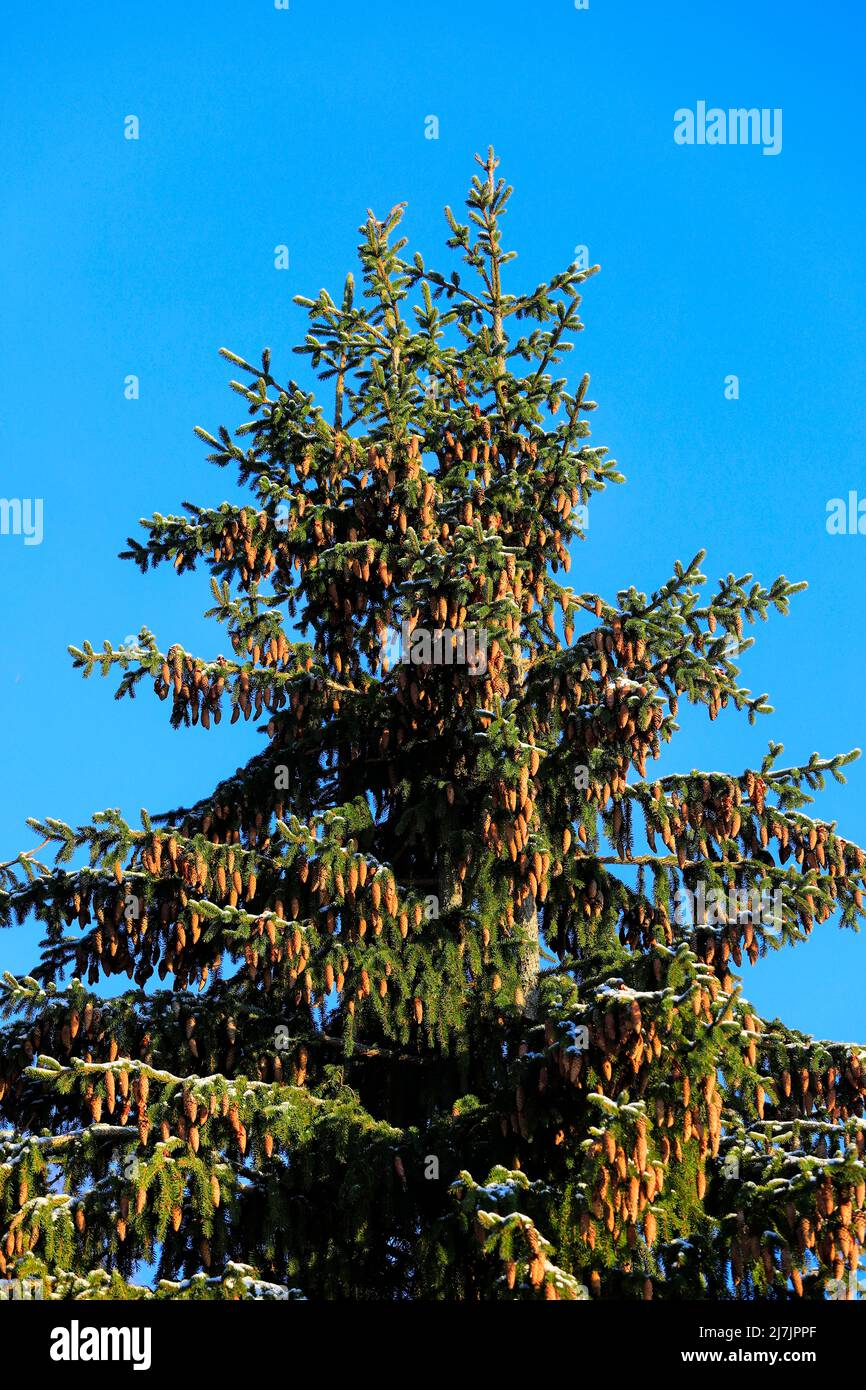 Norway spruce trees, Picea abies, growing in forest in Finland ...