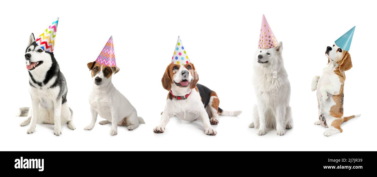 Cute funny dogs in party hats isolated on white Stock Photo - Alamy
