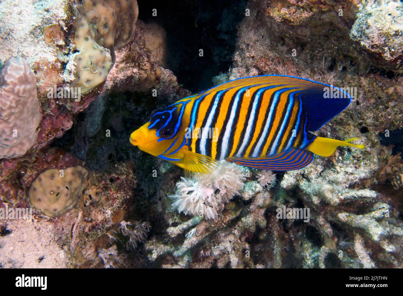 A lone Regal Angelfish (Pygoplites diacanthus) in the Red Sea, Egypt ...