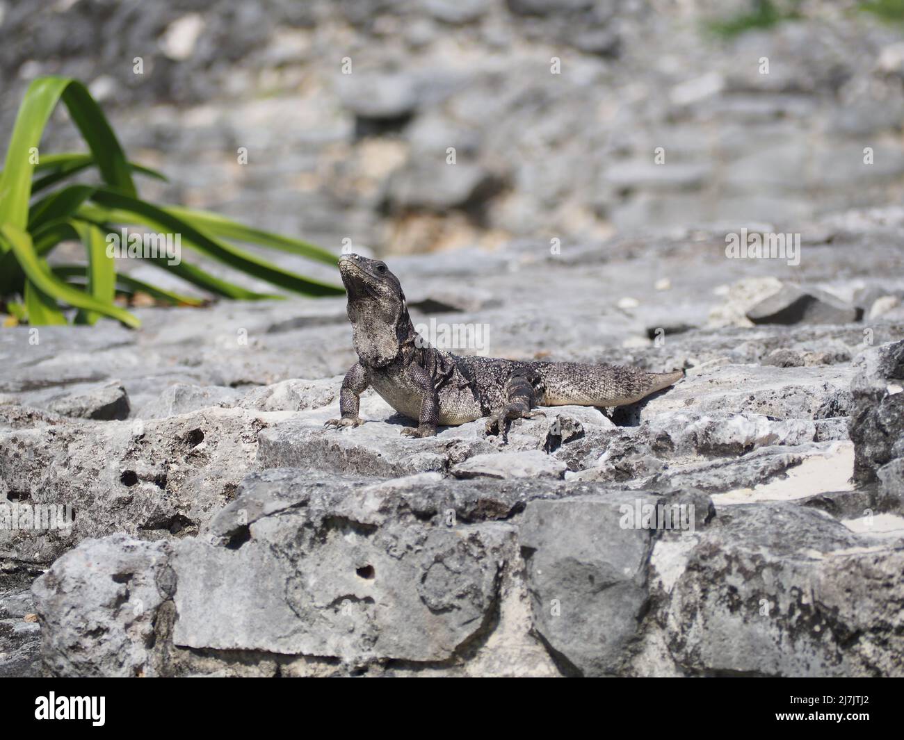 Iguana in the ruins of Tulum Stock Photo - Alamy