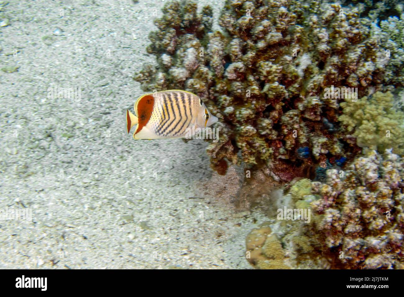 A Crown Butterflyfish (Chaetodon paucifasciatus) in the Red Sea Stock ...