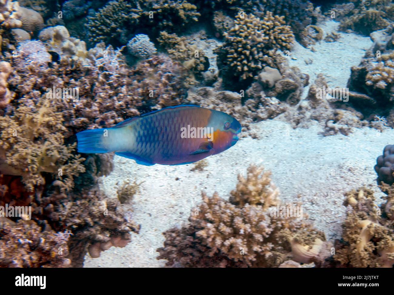 A Rusty Parrotfish (Scarus ferrugineus) in the Red Sea, Egypt Stock ...