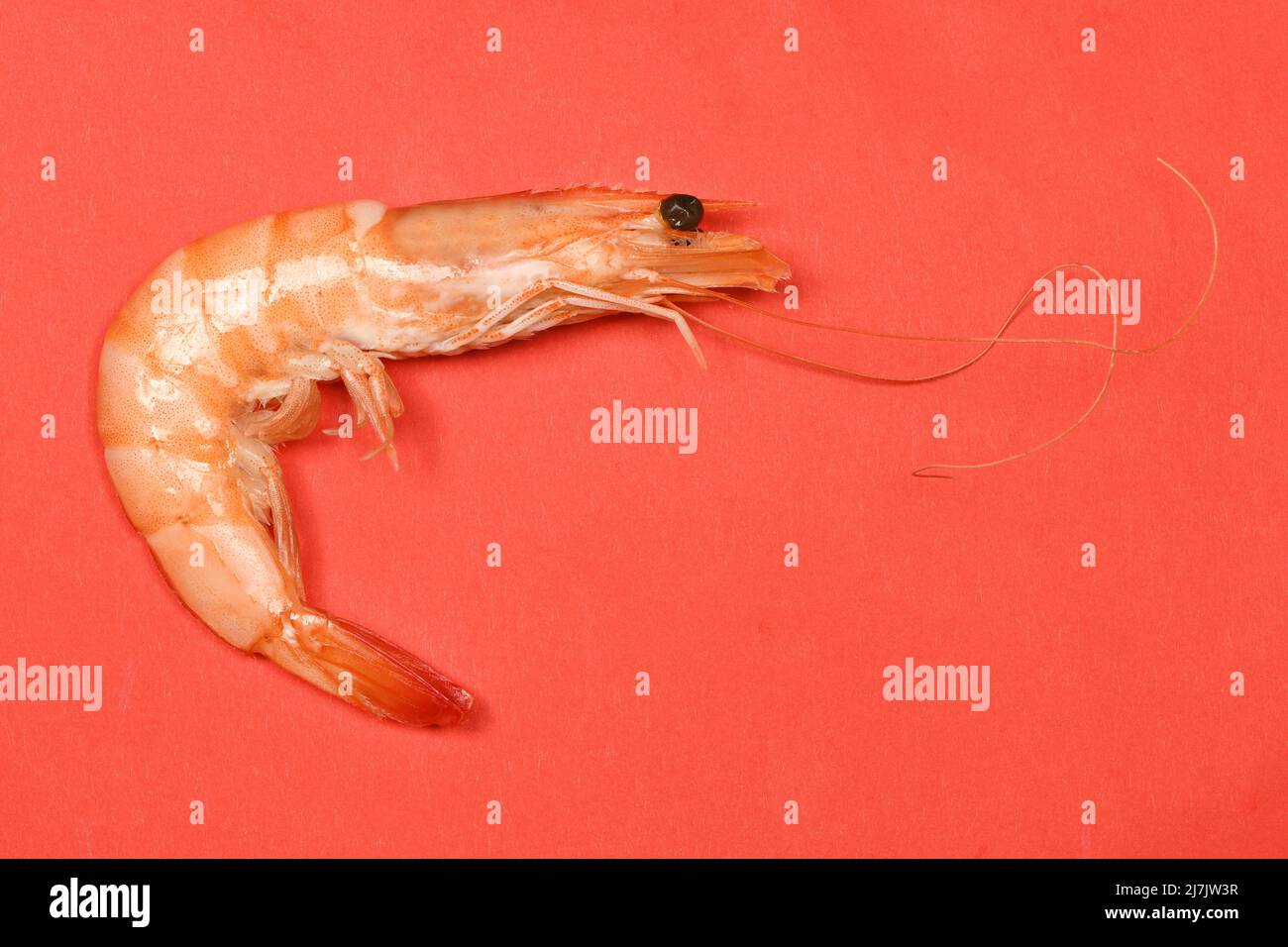 Perfectly retouched shrimp isolated on white. High resolution photo ...