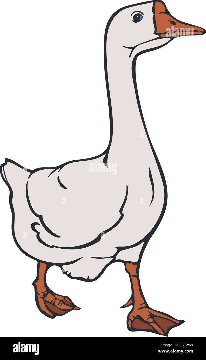 Vector illustration of goose. Goose colored and depicted by a line ...