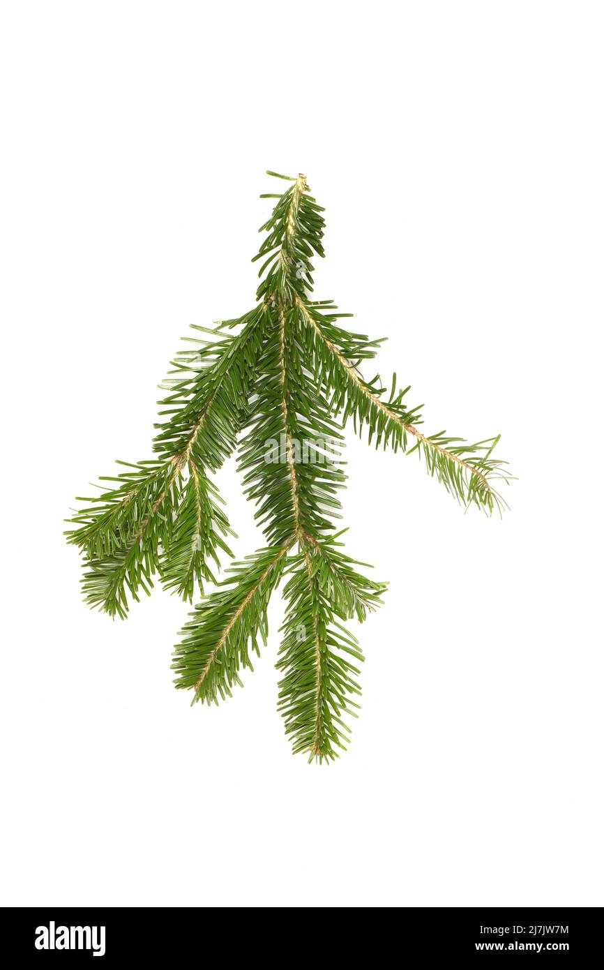 Spruce branch isolated on white background. High resolution photo. Full ...