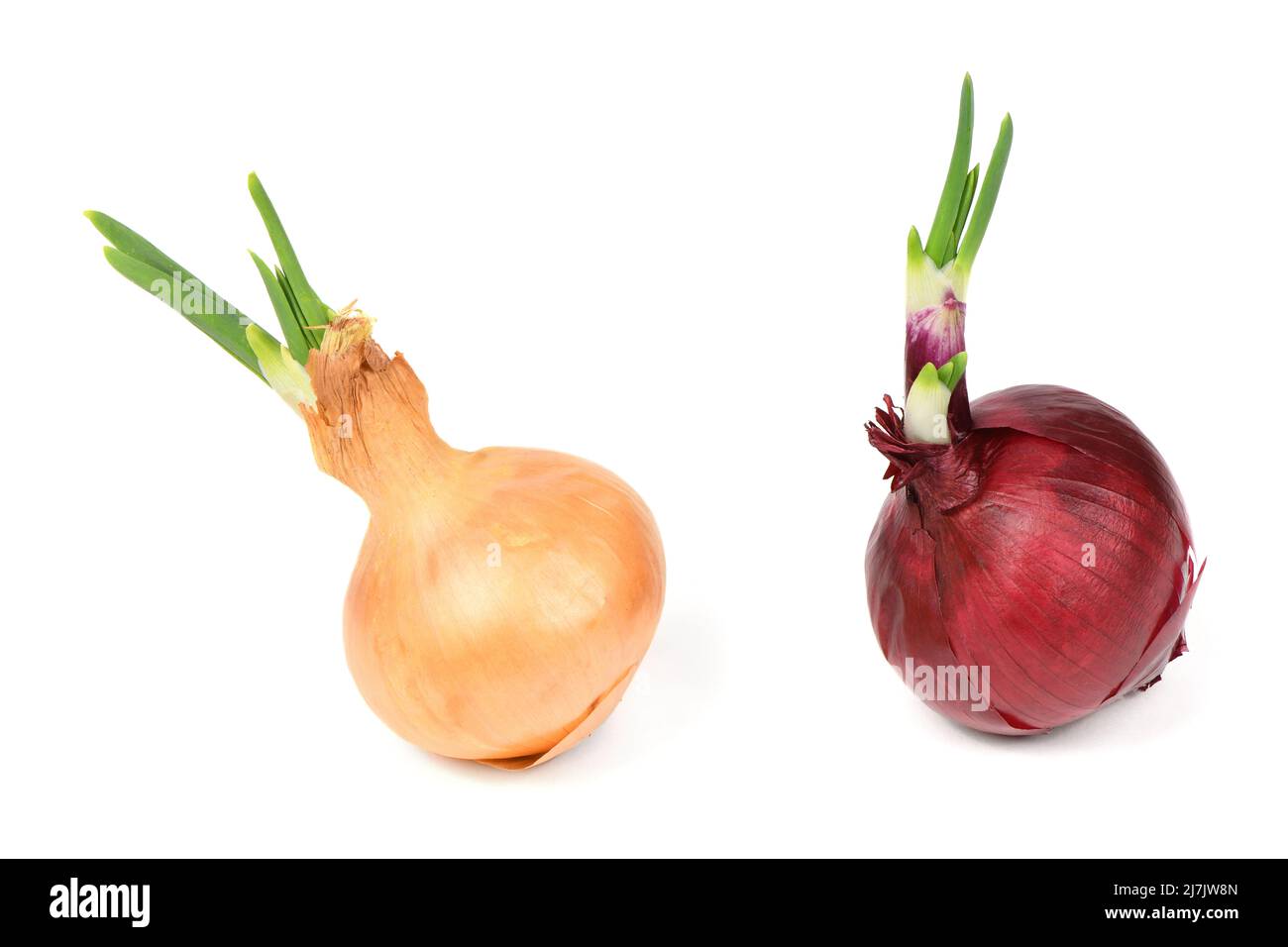 Spring onion isolated on white background. Sprouted red and yellow ...