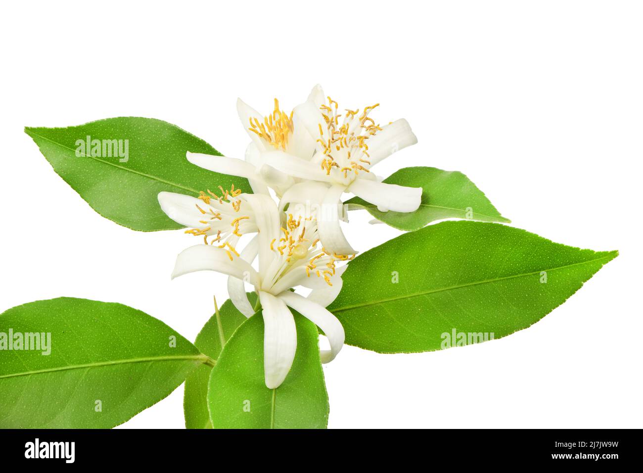Fresh lemon flover isolated on white background. High resolution photo ...