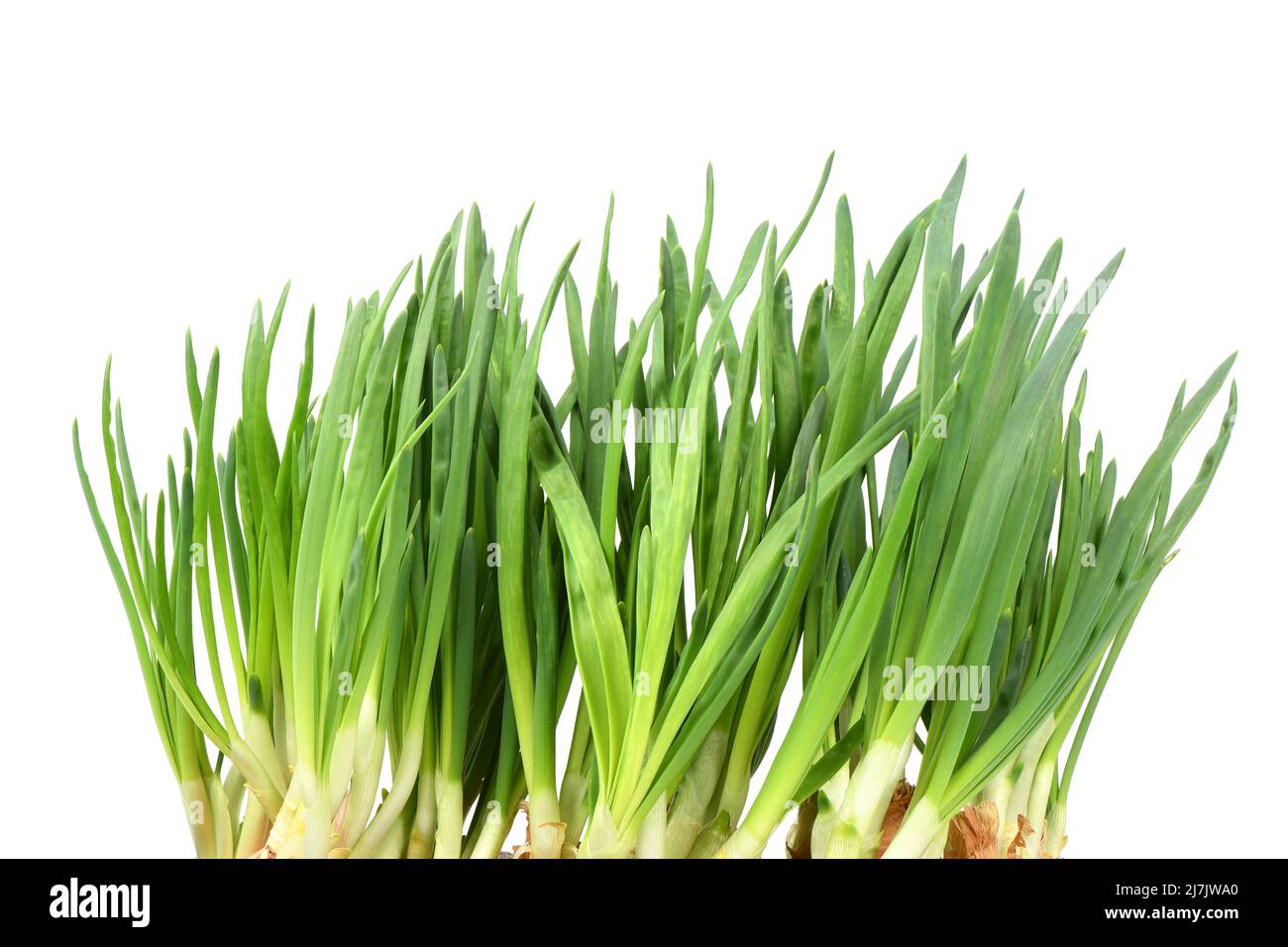 Leaf of Green Onion, Spring Onion, Scallion. High resolution photo ...