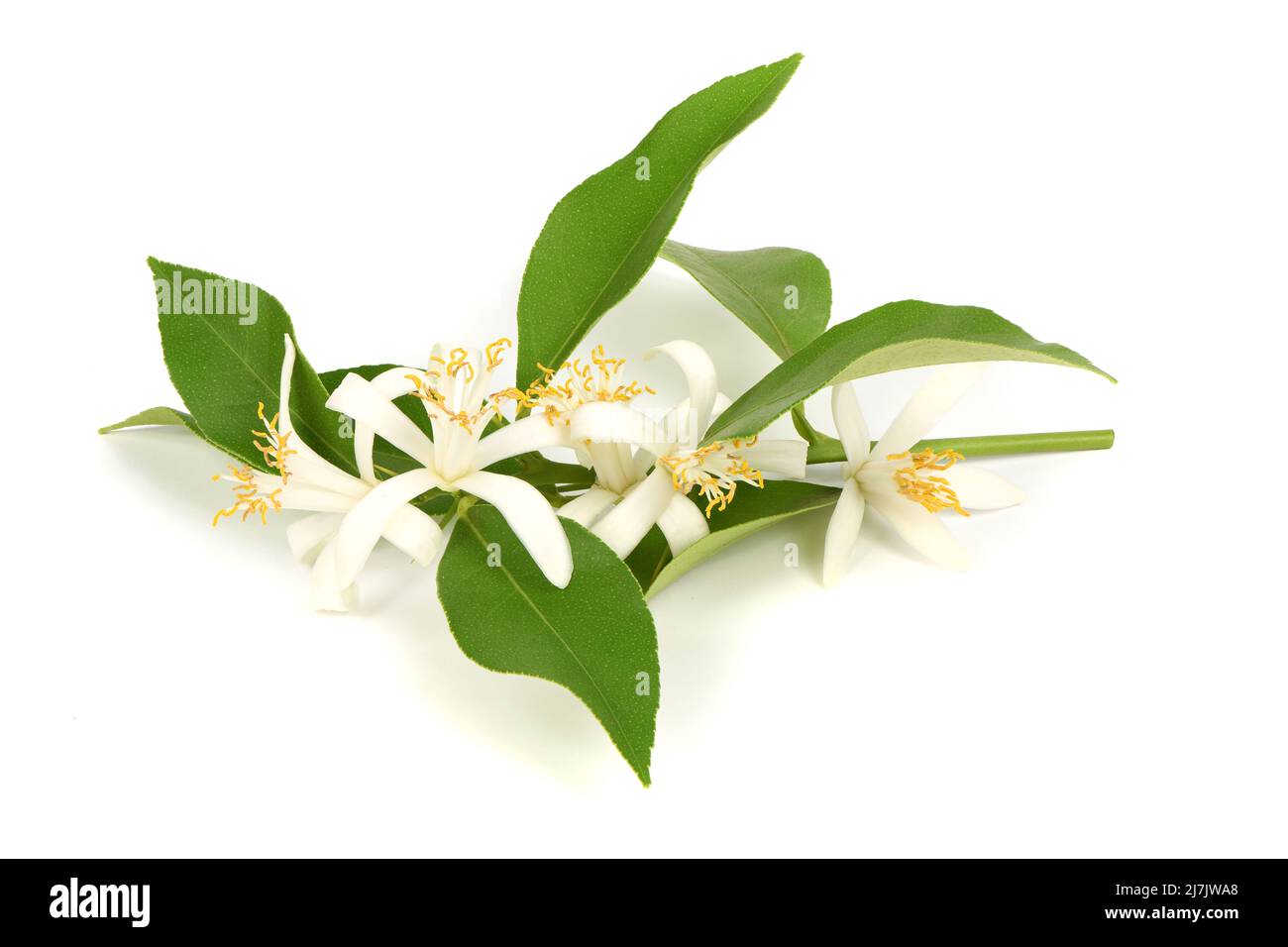 Fresh lemon flover isolated on white background. High resolution photo ...