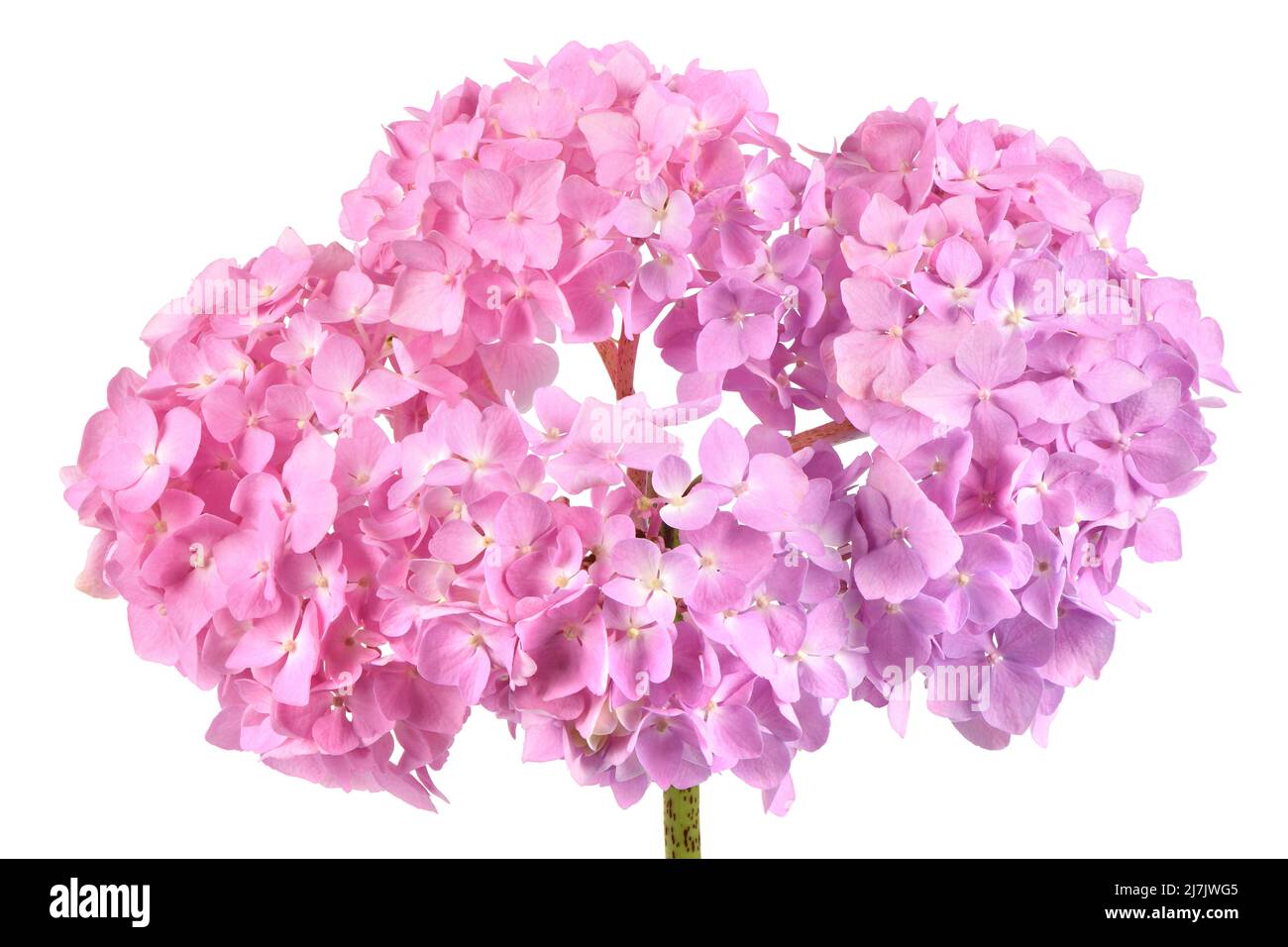 Bouquet of pink flower hydrangea on white background. High resolution ...