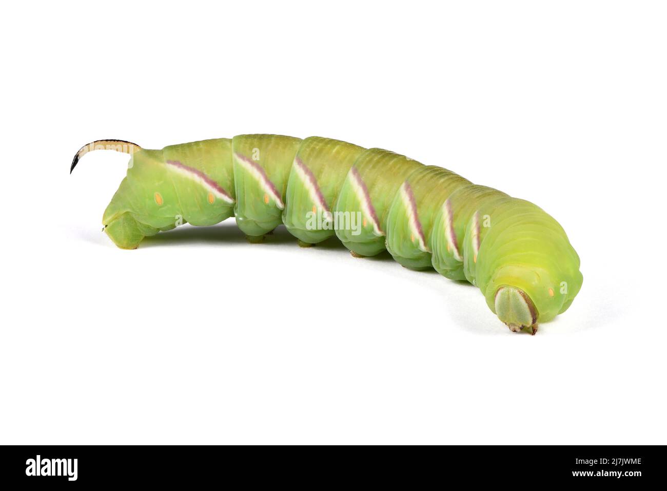 Green caterpillar Privet hawk moth (Sphinx ligustri) or moth butterfly ...