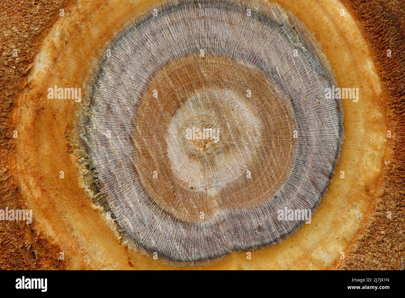 Cherry wood cross section hi-res stock photography and images - Alamy