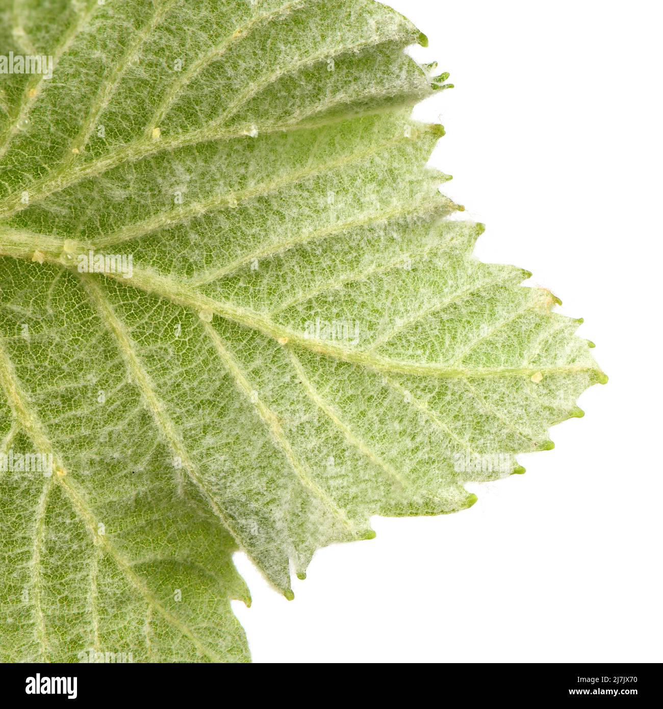 Young shoots of grapes on white. Side view. High resolution photo. Full ...
