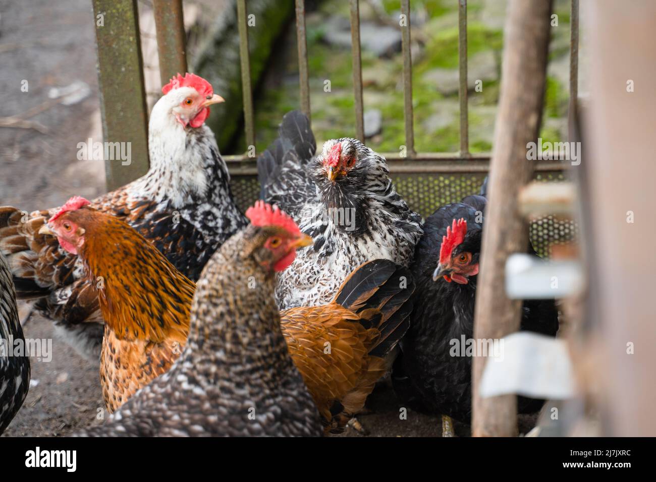 Pygmy chickens hi-res stock photography and images - Alamy